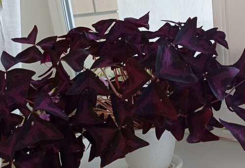 Оксалис (кислица) фиолетовый
