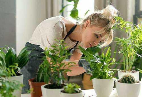 Флорариум, удобрение для комнатных растений