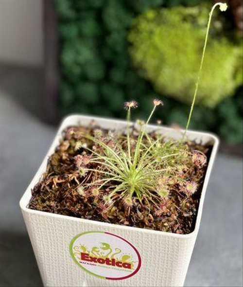 Росянка Парадокса (лат. Drosera paradoxa) D12см кв