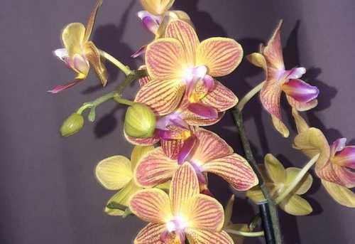 Многоцветковая Орхидея Gold Staff Золотой посох
