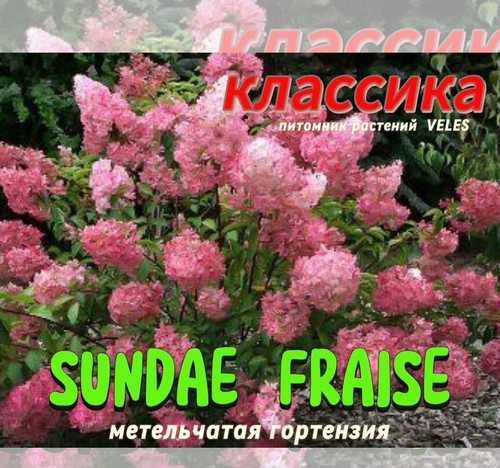 Sundae fraise метельчатая гортензия