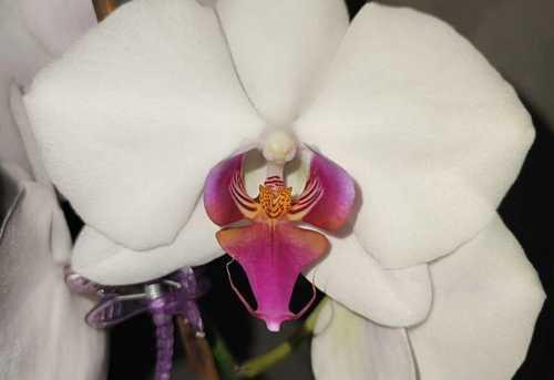 Орхидея Purple Heart