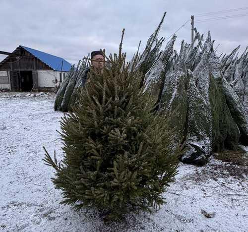 Ель новогодняя живая оптом