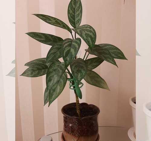 Аглаонема (Aglaonema Silver Queen)