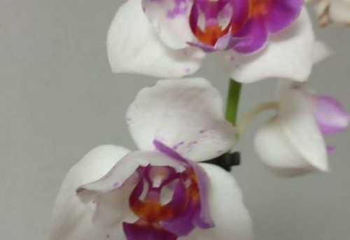 Орхидея фаленопсис пелор/трилипс
