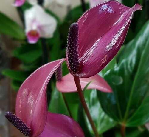 Антуриум Зизу -фиолетовая орхидея среди антуриумов