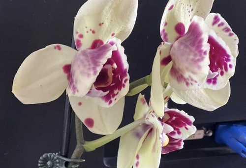 Орхидея Альбуфера пелор