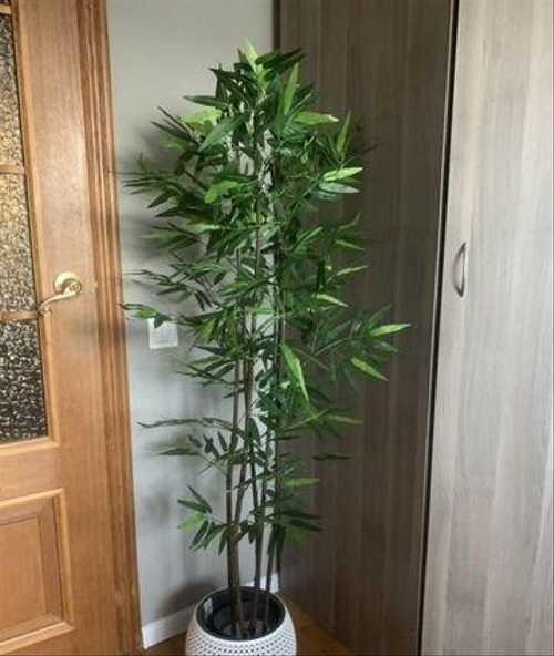 Пальма бамбука