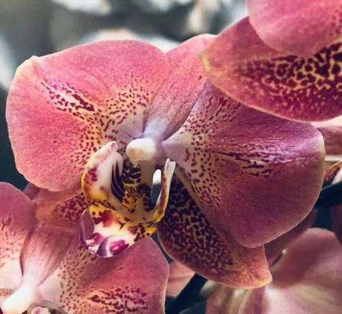 Орхидея фаленопсис Леко Фантастик Dragon heart
