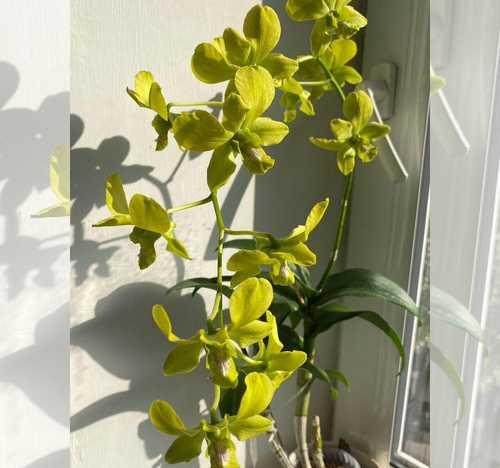 Dendrobium Thongchai Gold x Udom Yellow