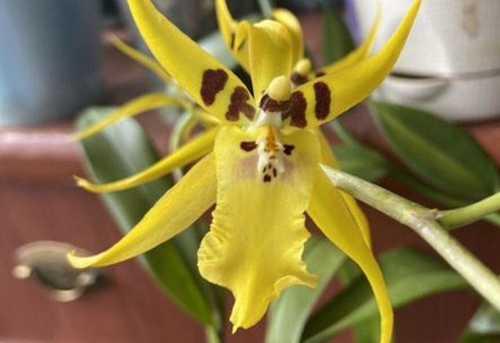 Орхидея Брассия паук