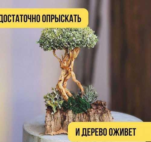 Цетрария подарочная. Ручная работа