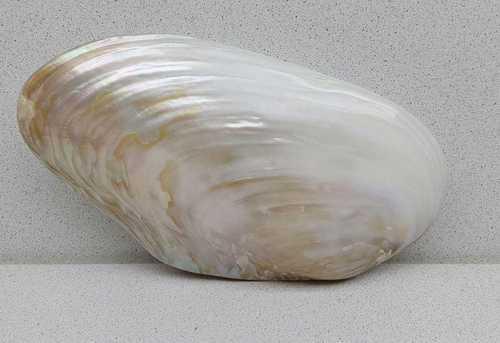 Макабебе 21,3 морская ракушка раковина