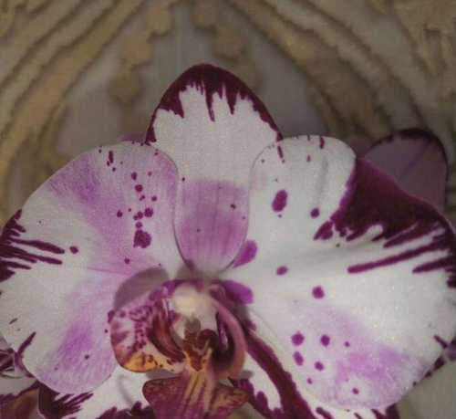 Орхидея сортовая Magic art. Цветёт Мэджик арт