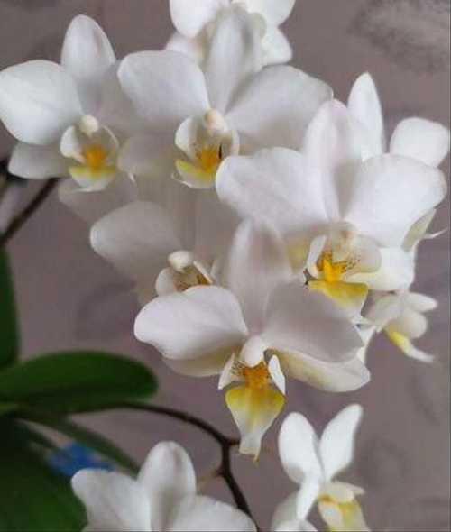 Орхидея фаленопсис дикий белый
