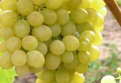 Кишмиш 342 саженцы винограда
