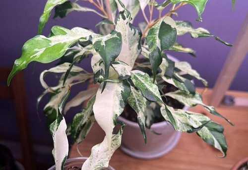 Фикус Керли (Ficus benjamina Curly)