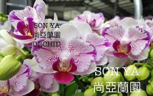 Фаленопсис Sweety от садовника SON YA orchid