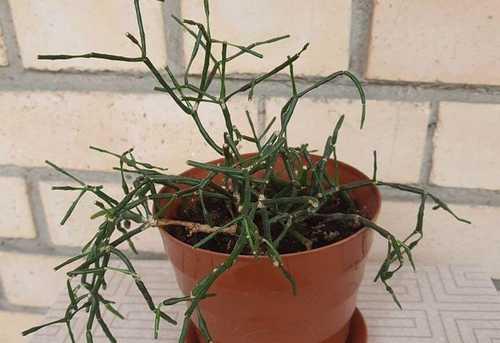 Хатиора (растение с листиками-палочками)