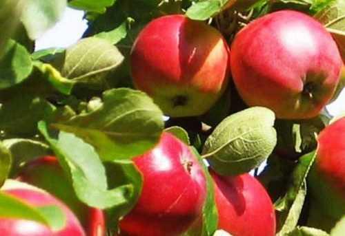 Яблоня Услада - семенной подвой 3хлетка