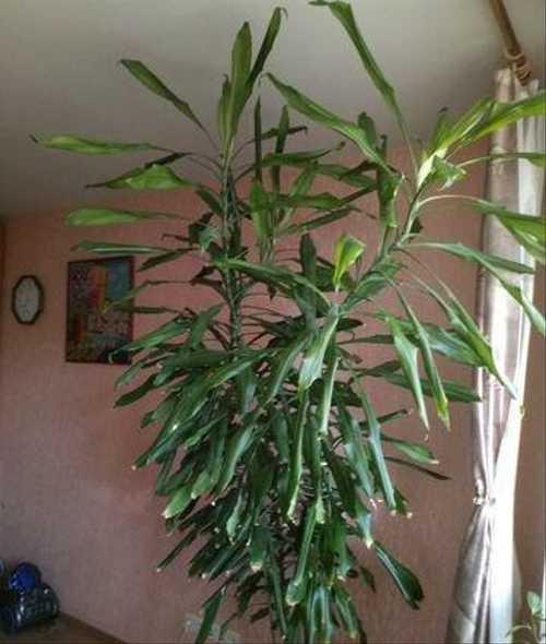 Большое растение