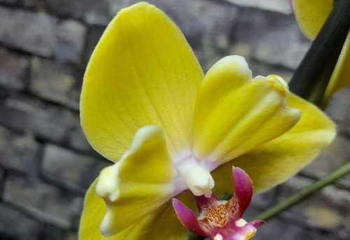 Орхидея фаленопсис бабулетка бантик