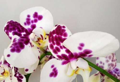 Орхидея фаленопсис Танго