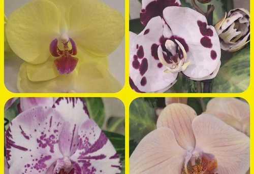 Сортовая орхидея фаленопсис - 10