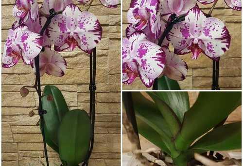Сортовые орхидеи Falenopsis