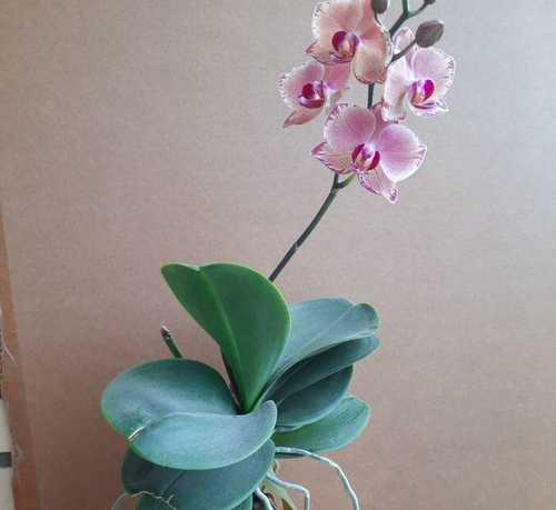 Орхидея фаленопсис "Пират Пикоти"