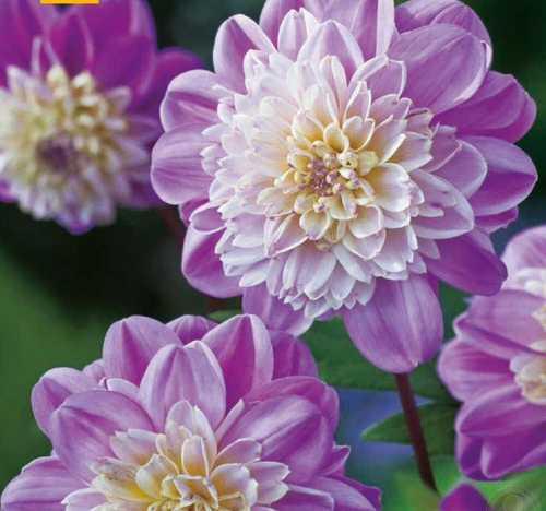 Георгины Take off