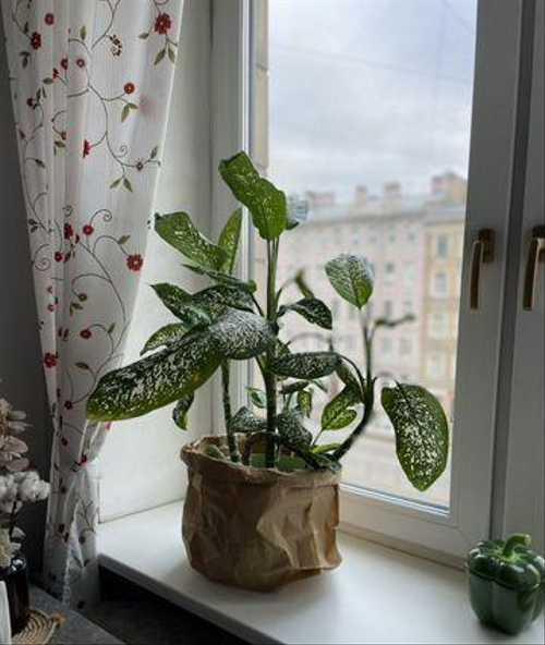 Диффенбахия здоровая