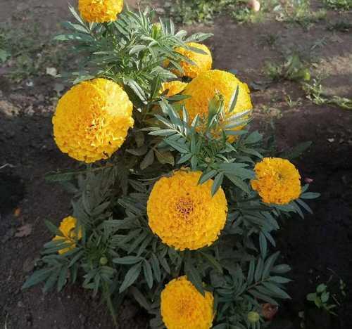 Рассада цветов