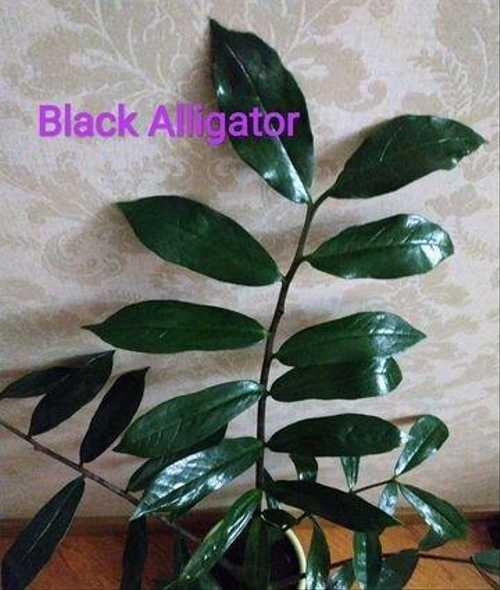 Замиокулькас Black Alligator