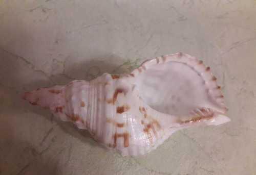Морская ракушка Charonia lampas