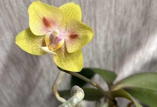 Орхидея фаленопсис бетман