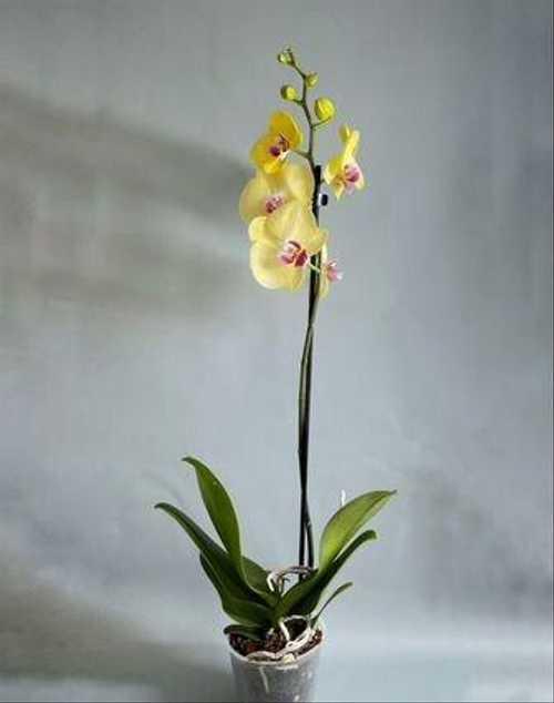 Орхидея фаленопсис (отцветает)