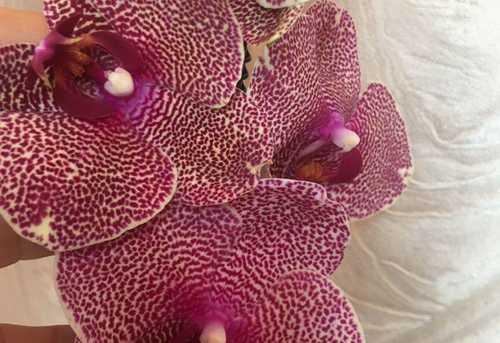 Орхидея фаленопсис Сезам