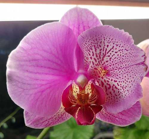 Орхидея Phal.I-Hsin Pixie Reds 225