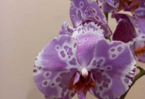 Орхидея фаленопсис Эсмаэли