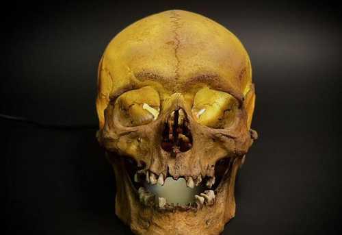 Модель черепа человека - ночник