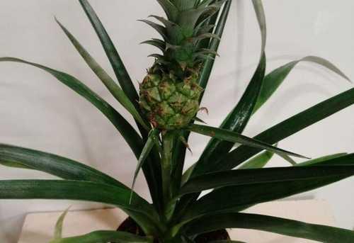 Комнатный ананас растения
