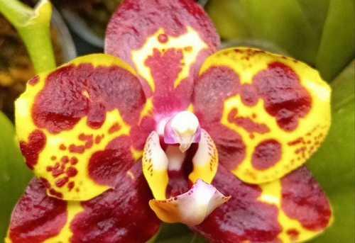 Орхидея фаленопсис Green World