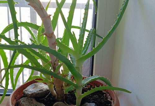Алоэ древовидное (Aloe arborescens)