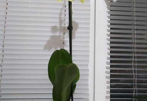 Жёлтая орхидея (сорт sun shower)