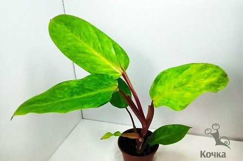 Филодендроны Philodendron Medusa, Lemon Lime