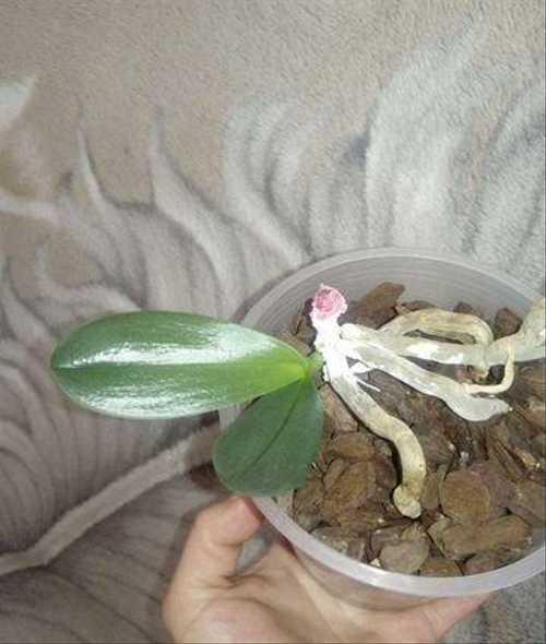 Орхидея детка дикий кот