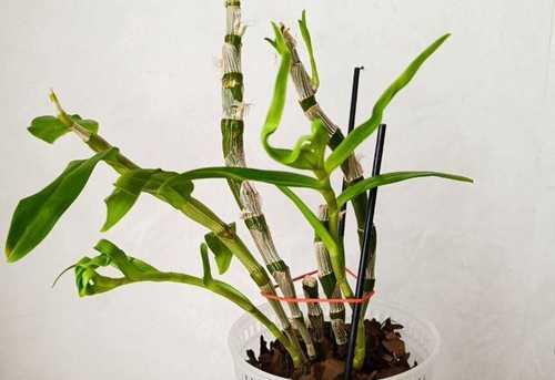 Орхидея дендробиум белый