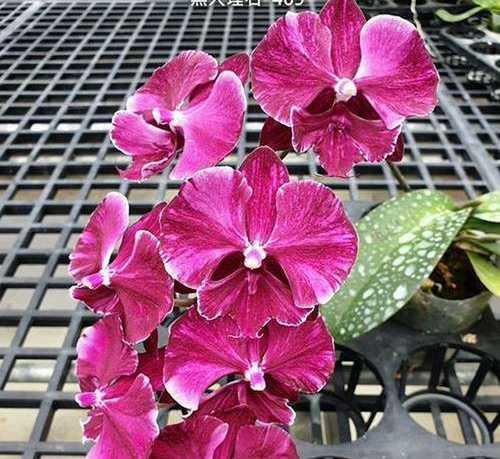 Орхидея фаленопсис Miki black marmble