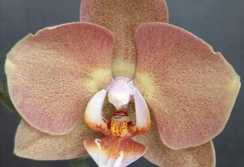 Орхидея фаленопсис тестовый сорт арома
